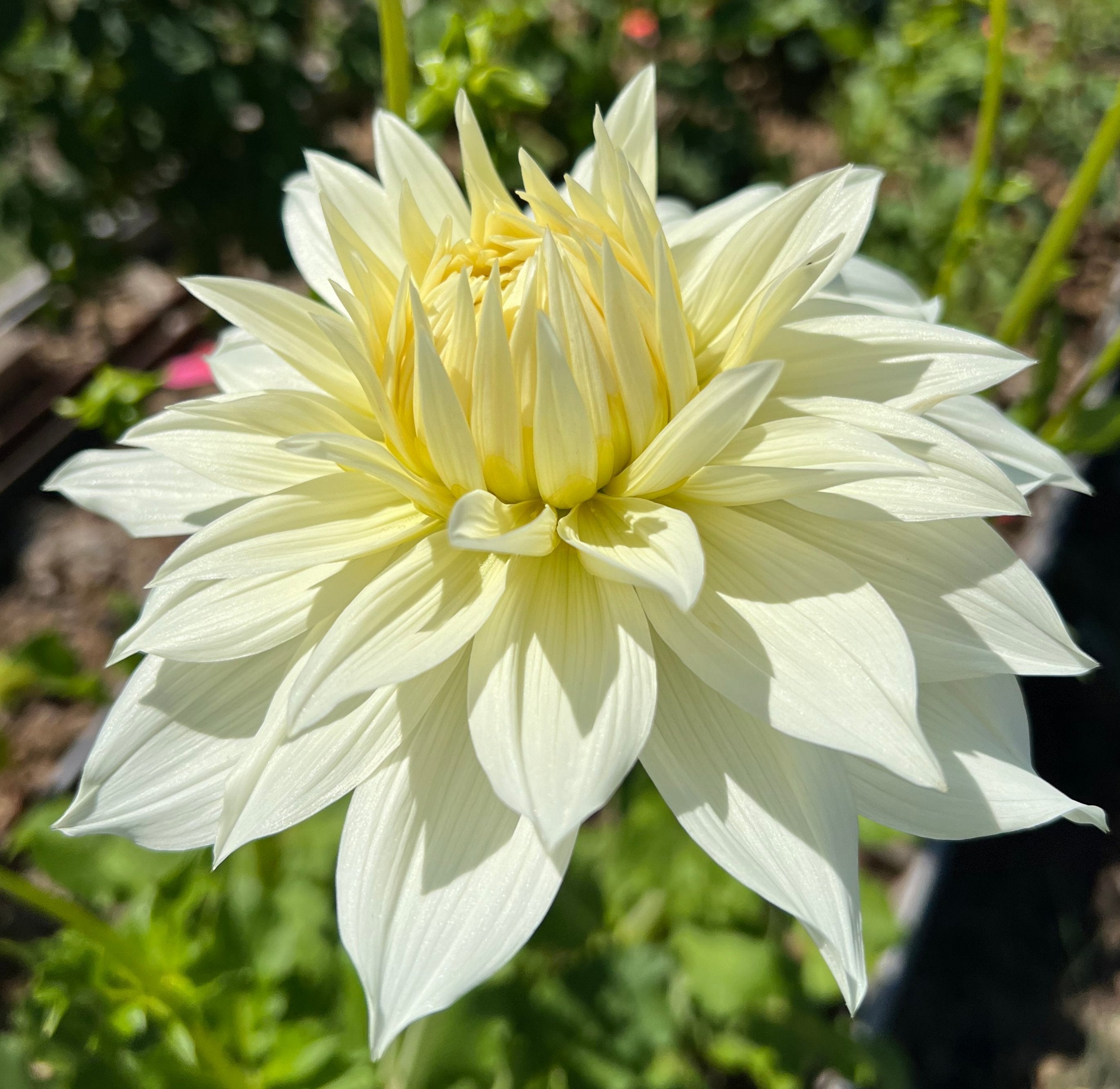 Frozen – Seabeck Flower Co.