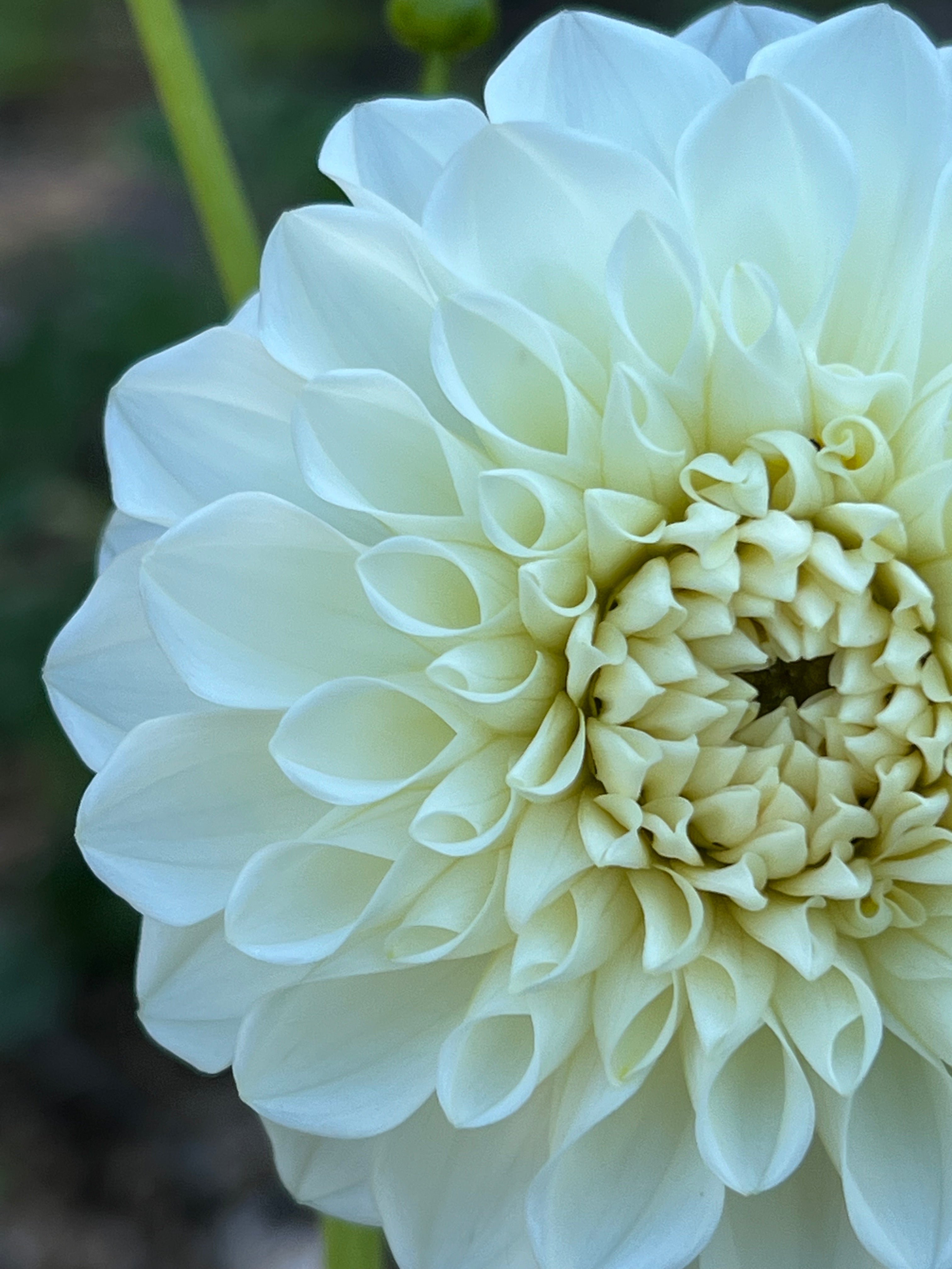 Boom Boom White – Seabeck Flower Co.