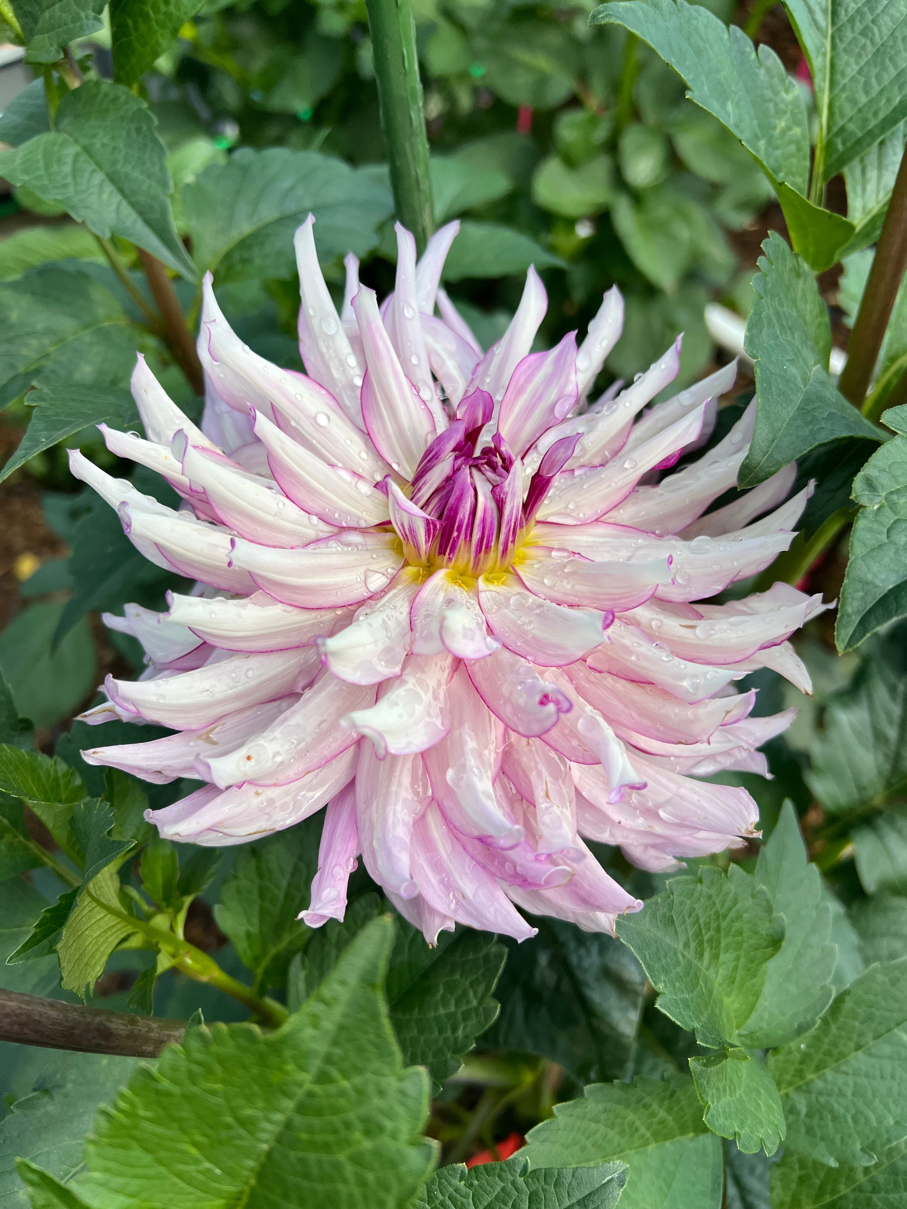 Leila Savanna Rose – Seabeck Flower Co.