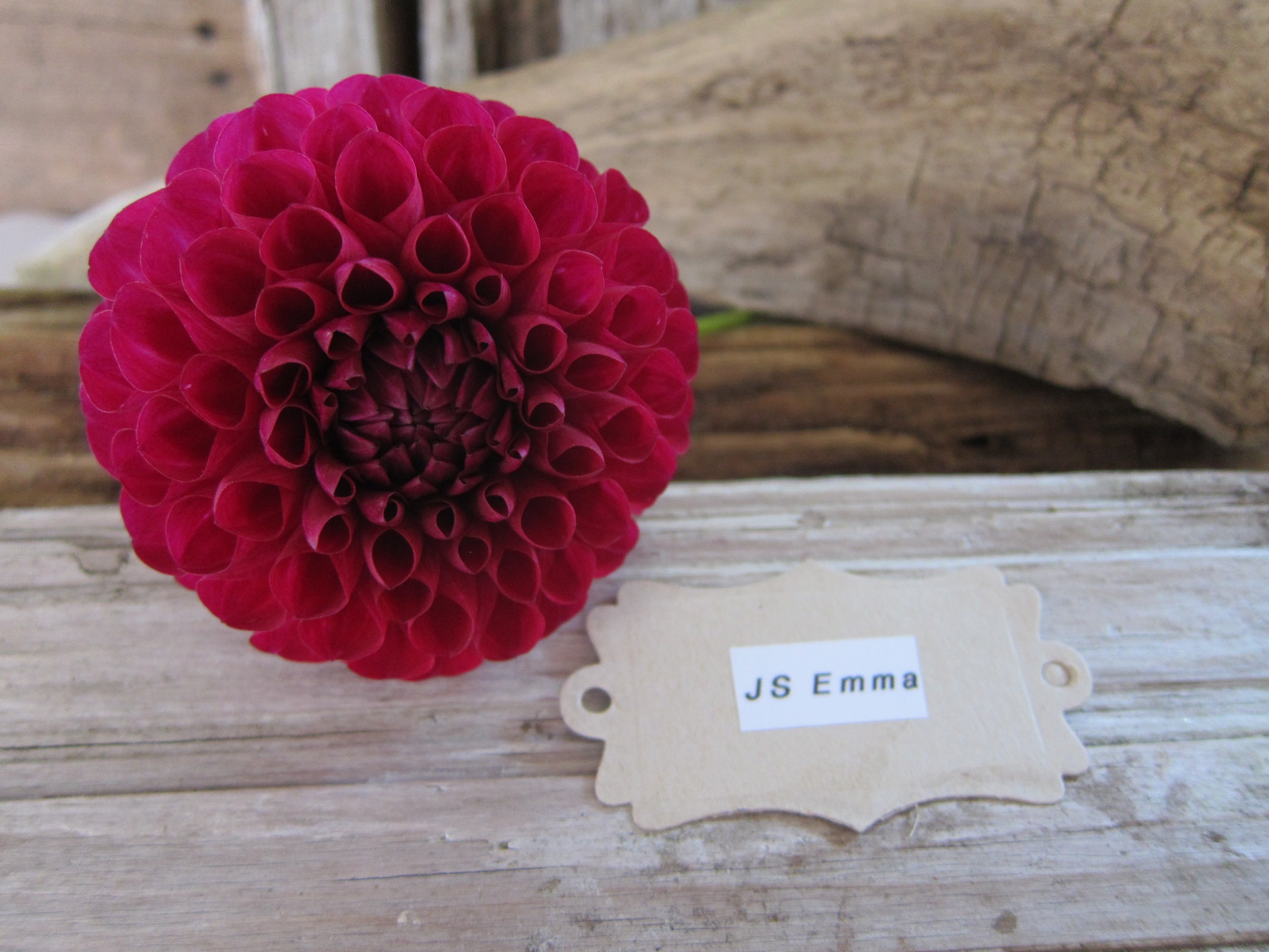 JS Emma Lee – Seabeck Flower Co.