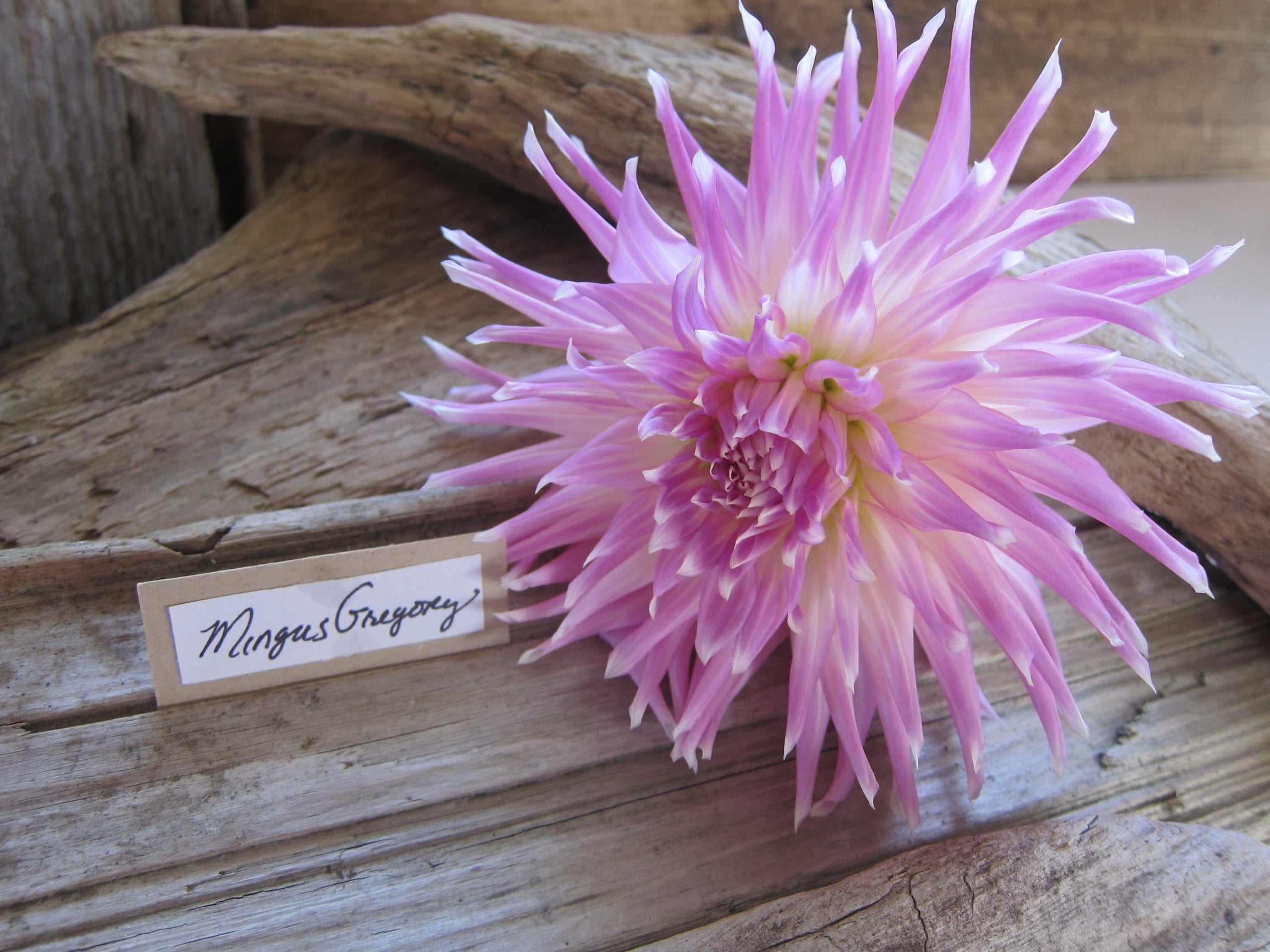 Mingus Gregory – Seabeck Flower Co.