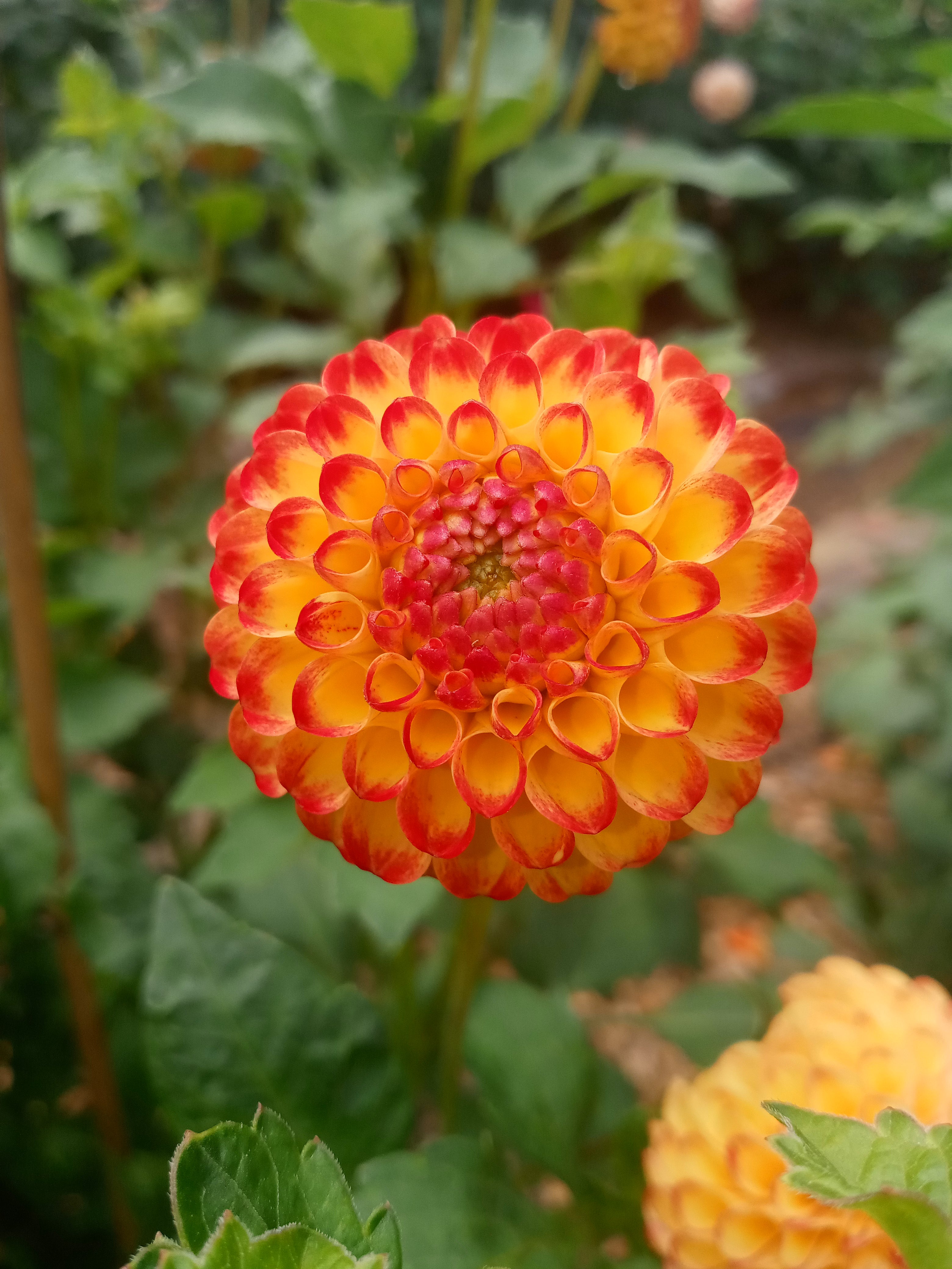 Kasasagi – Seabeck Flower Co.