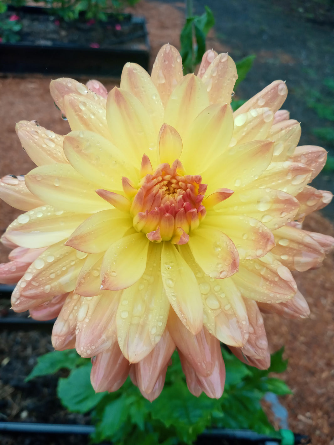 Products – Page 2 – Seabeck Flower Co.