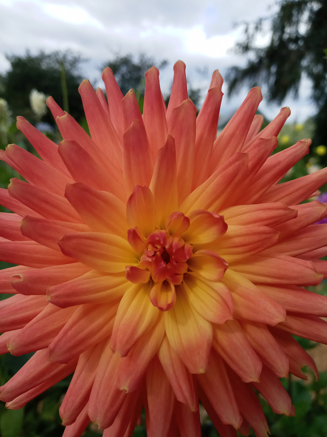 Products – Page 2 – Seabeck Flower Co.