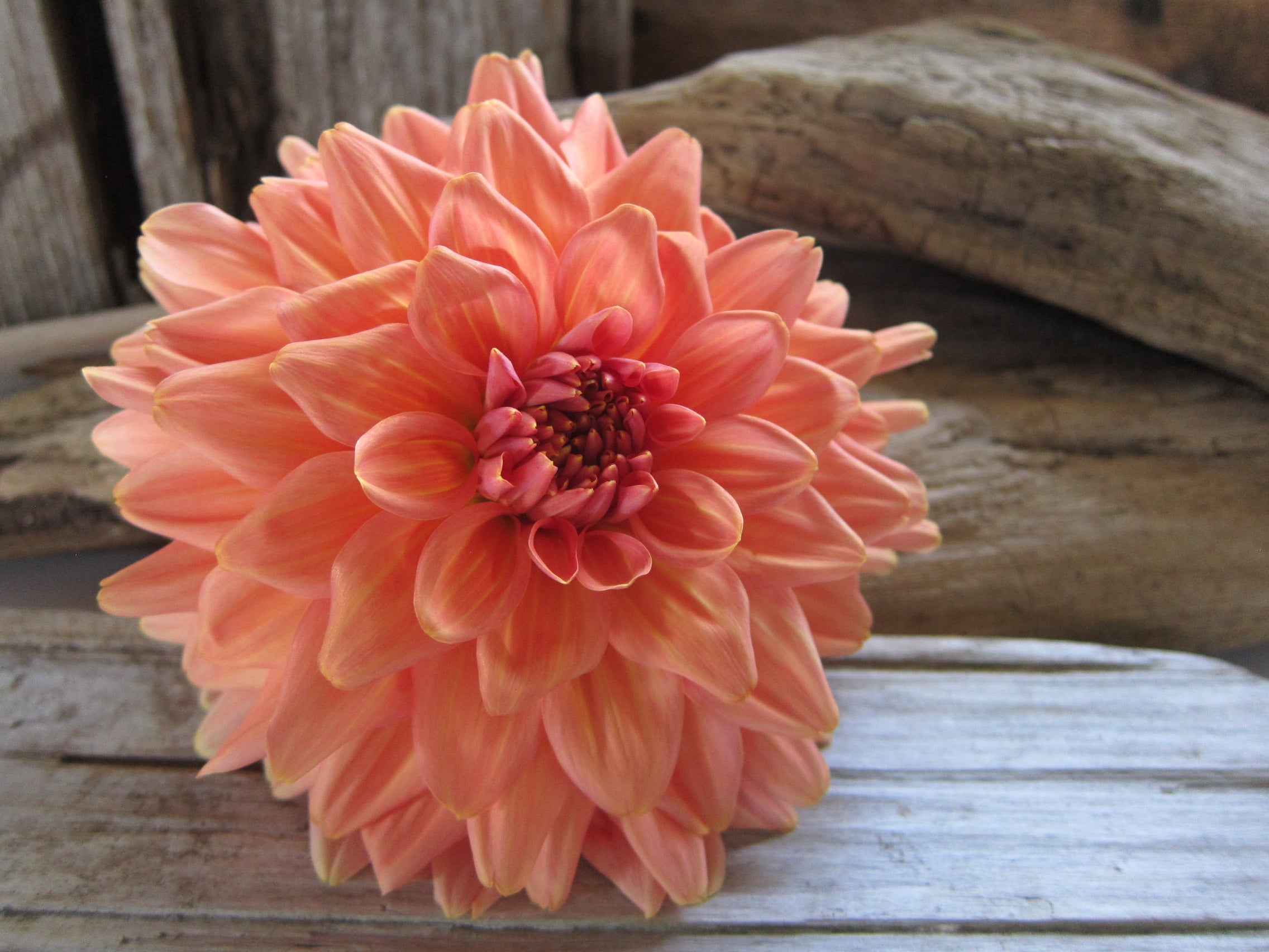 Ferncliff Copper – Seabeck Flower Co.