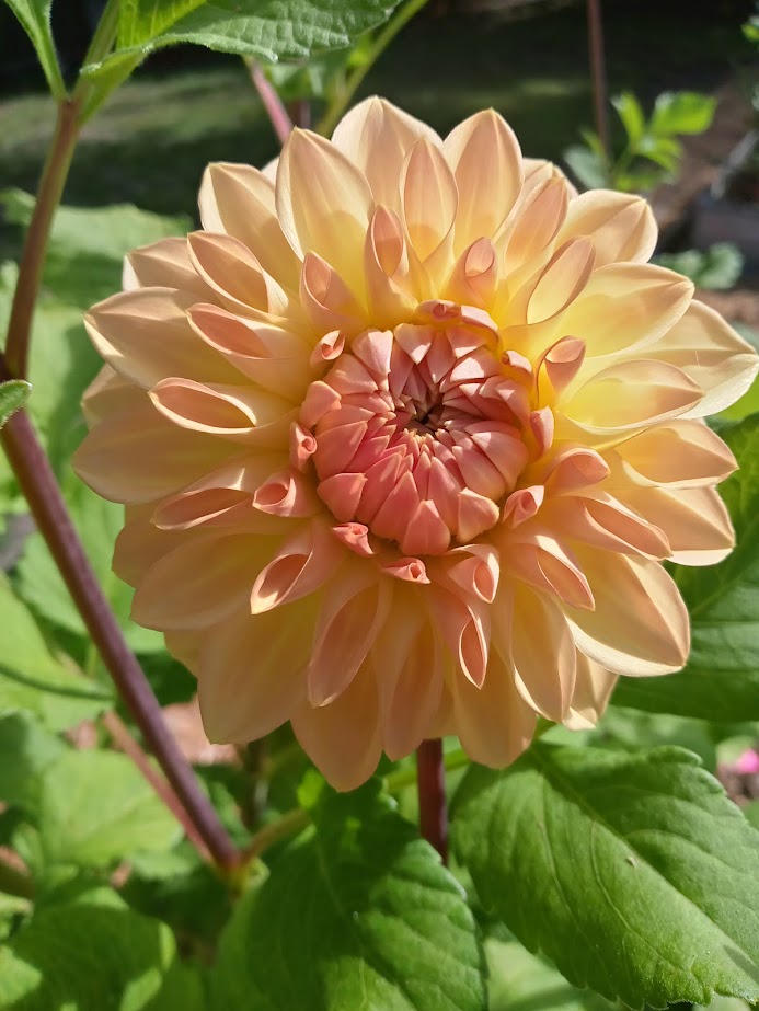Bloomquist Alan – Seabeck Flower Co.