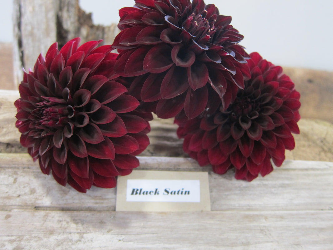 Products – Page 2 – Seabeck Flower Co.