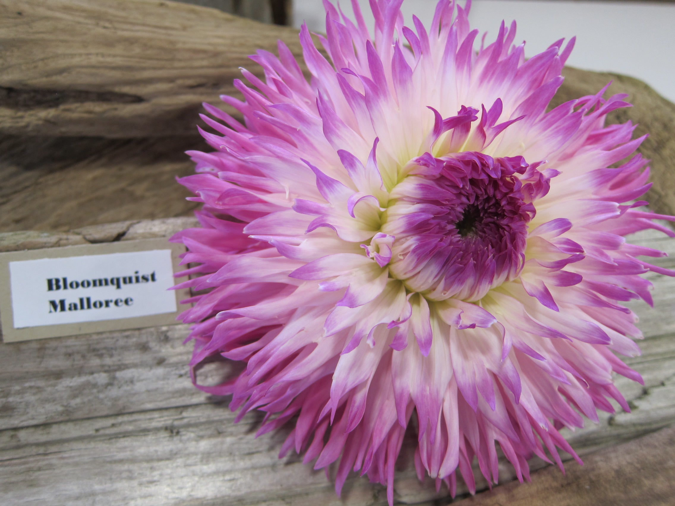 Bloomquist Malloree – Seabeck Flower Co.