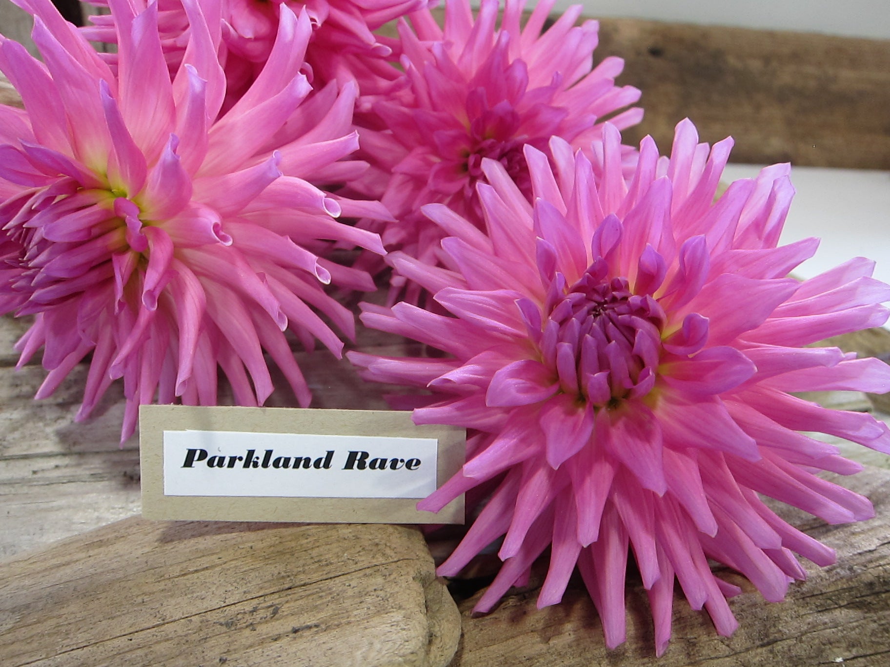 Products – Page 8 – Seabeck Flower Co.