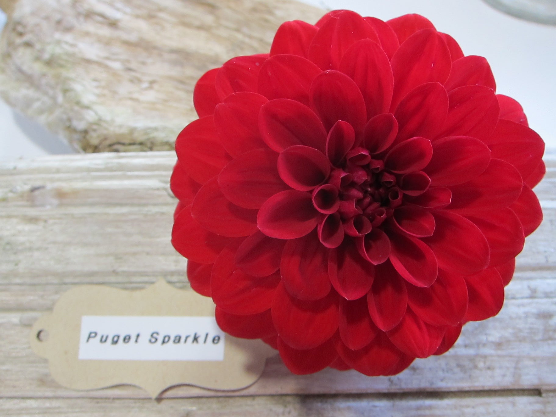 Puget Sparkle – Seabeck Flower Co.
