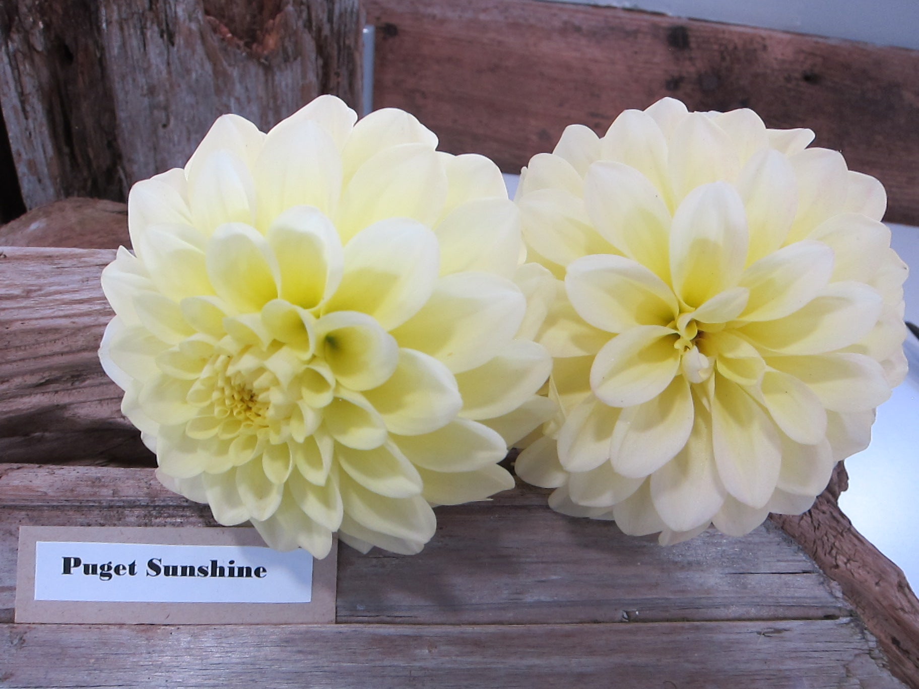 Puget Sunshine – Seabeck Flower Co.