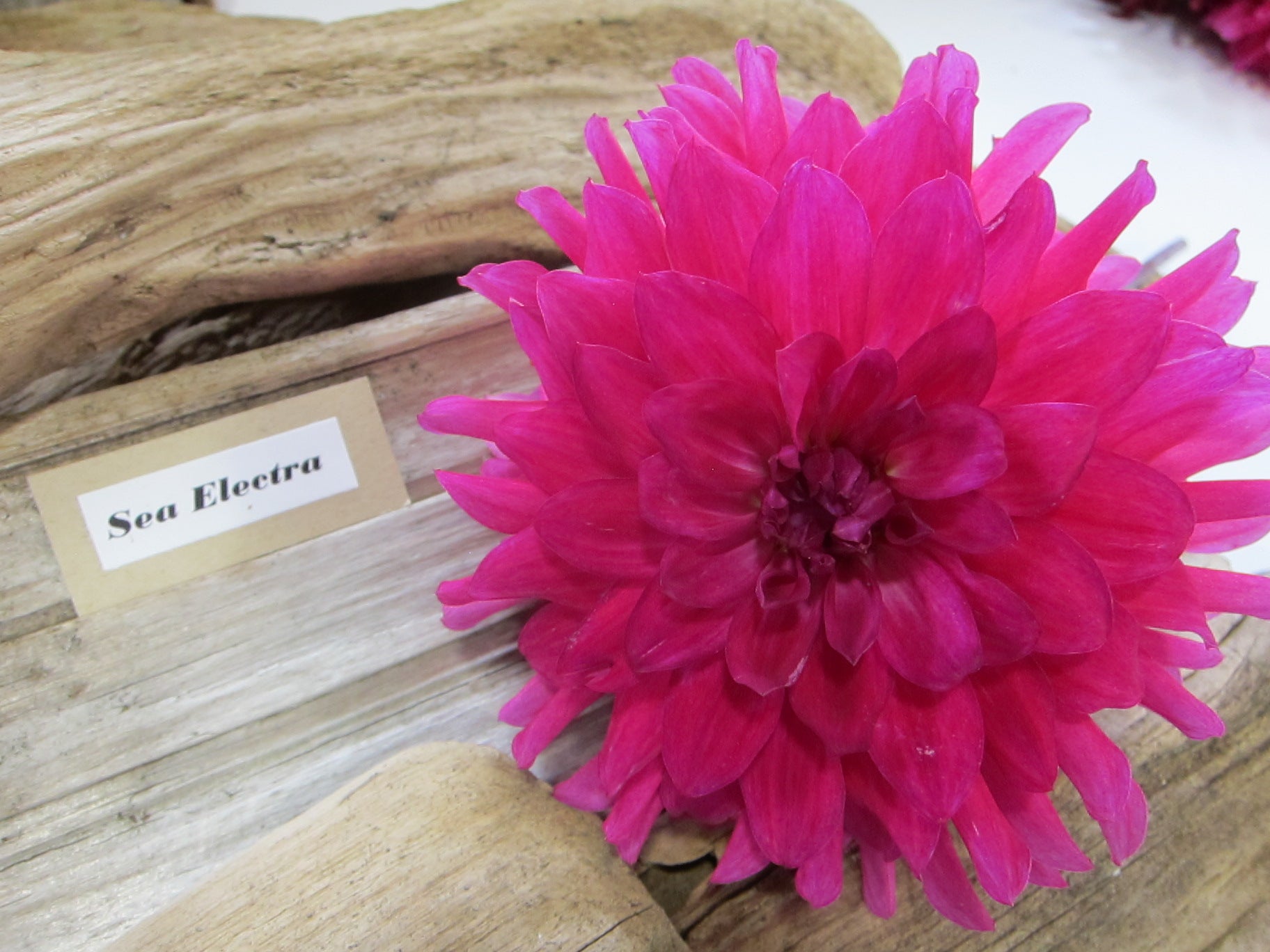 Sea Electra – Seabeck Flower Co.