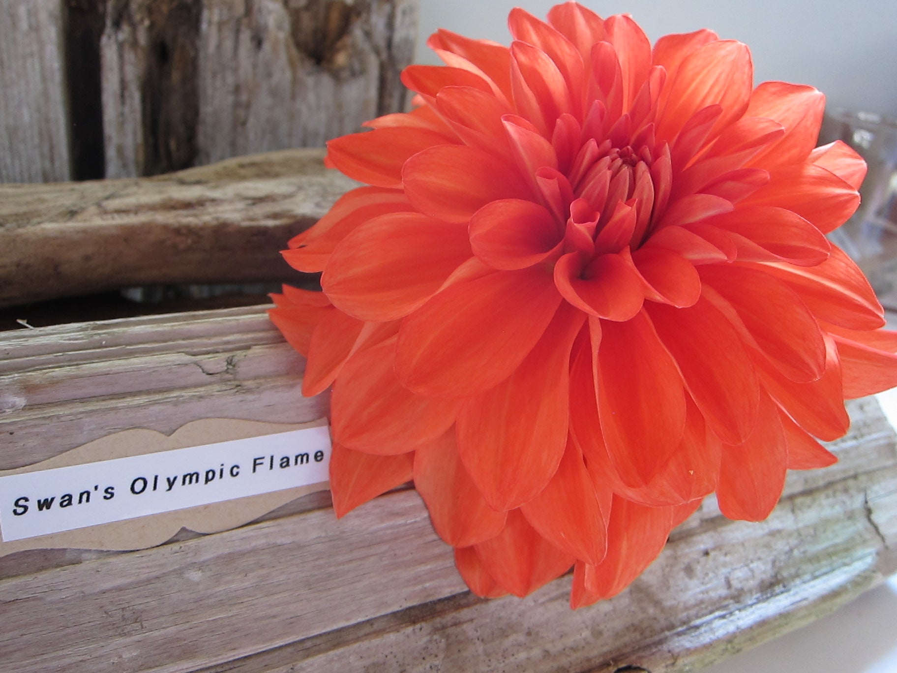 Swan's Olympic Flame – Seabeck Flower Co.